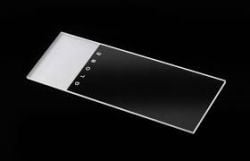 Classic Frosted Microscope Slides | Globe Scientific