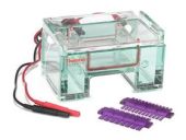 TLD Western Blot Boxes, Blotting Containers