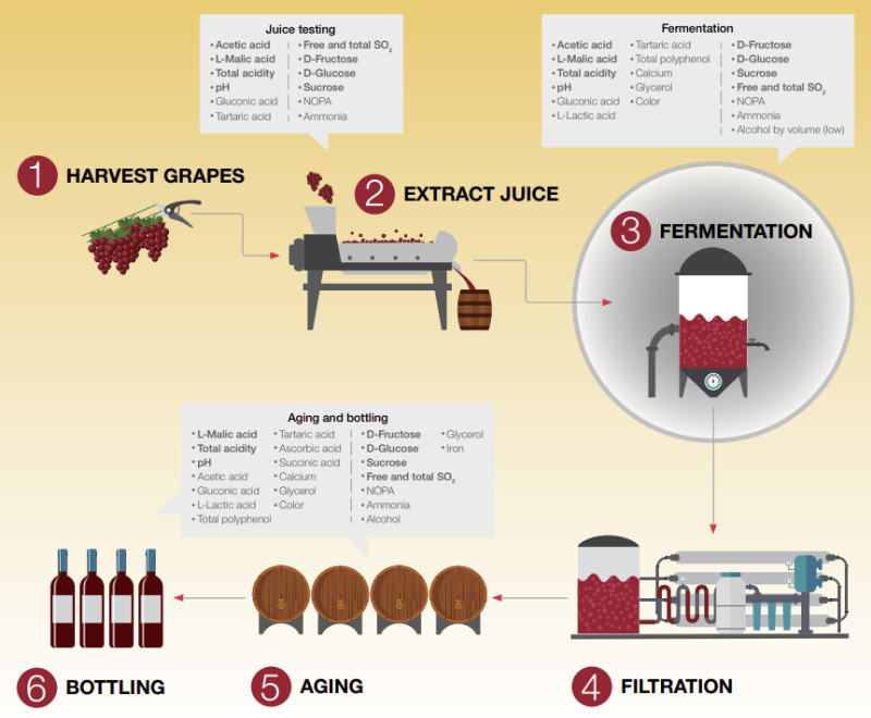 wine fermentation process diagram