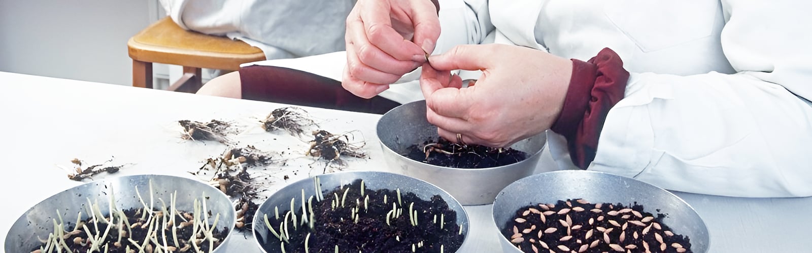 Seed Viability Testing for Smarter Farming